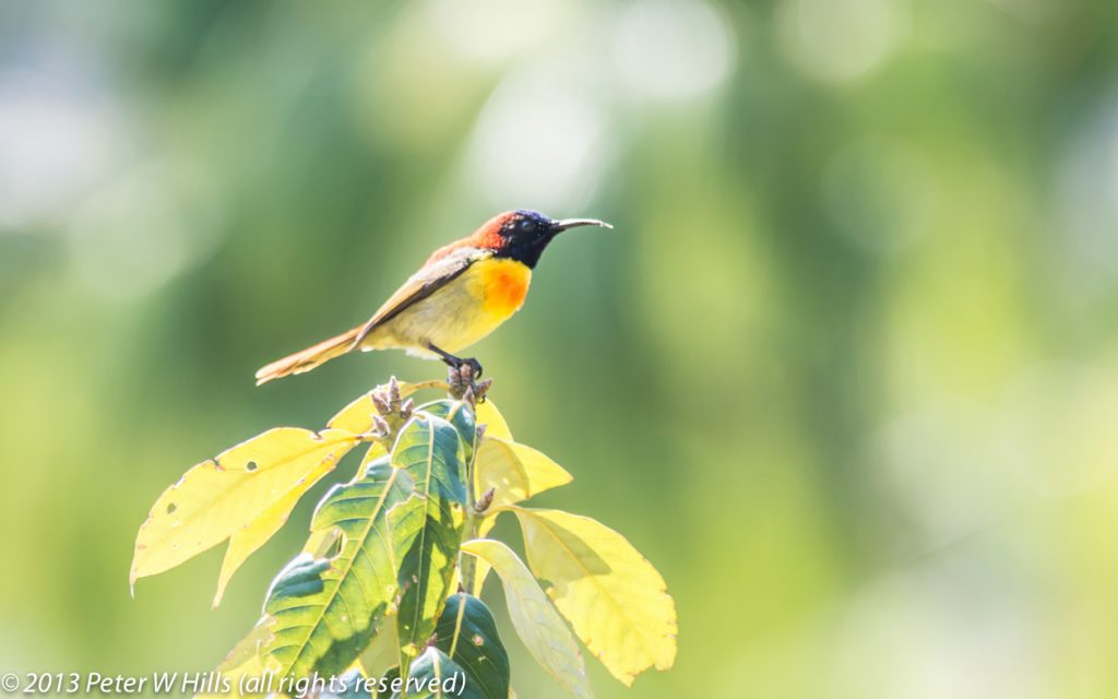 Sunbird Fire-Tailed (Aethopyga ignicauda) male - India - World Bird Photos