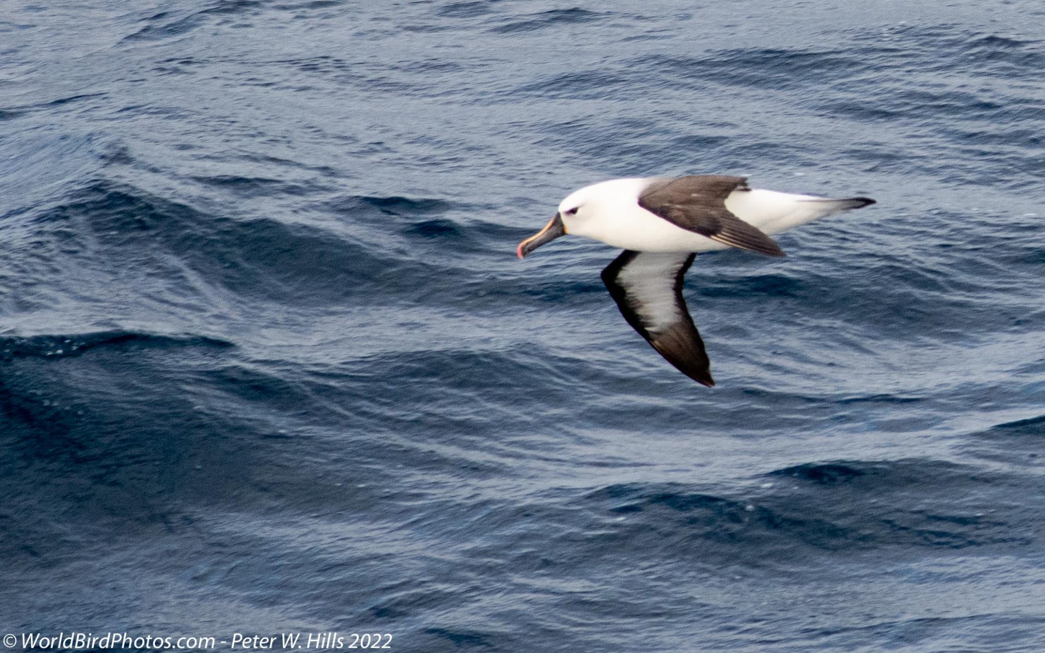 Albatross Indian Yellow-nosed (Thalassarche carteri) adult in flight ...