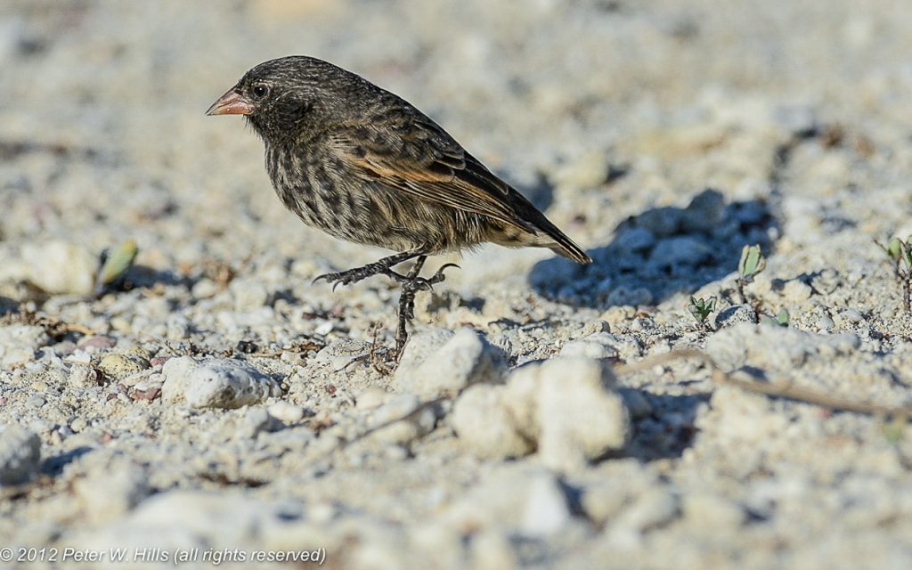 Finch Sharp-Beaked Ground (Geospiza difficilis) male - Galapagos ...