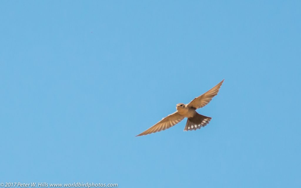 Martin Rock (Ptyonoprogne fuligula) in flight - Namibia - World Bird Photos