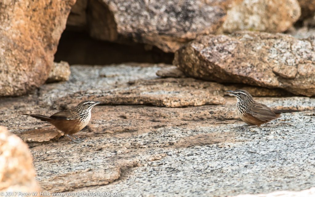Rockrunner Archives - World Bird Photos