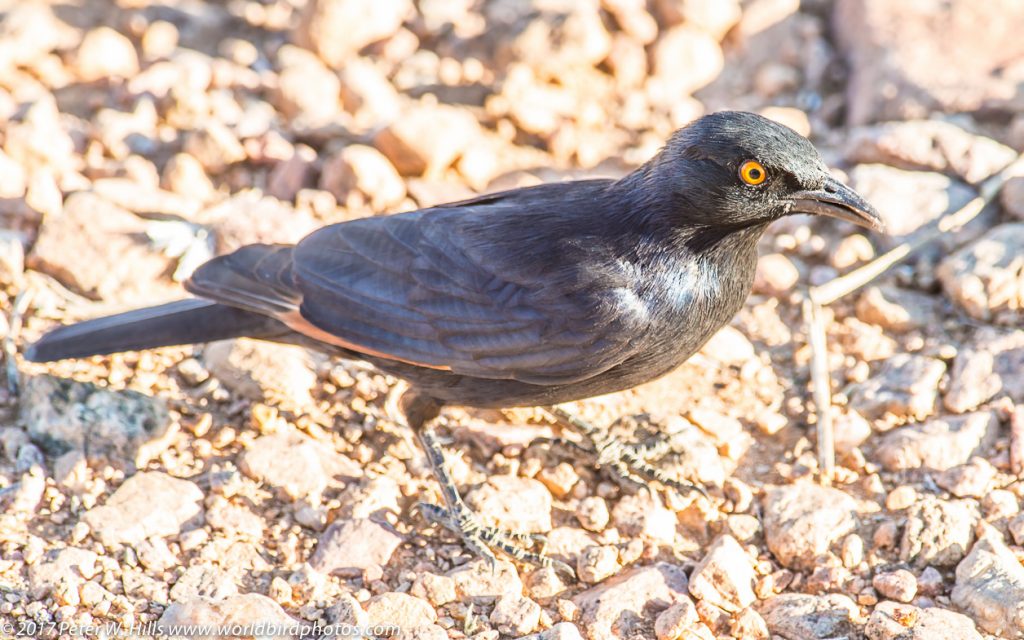 Starling Pale-Winged (Onychognathus nabouroup) - endemic - Namibia ...