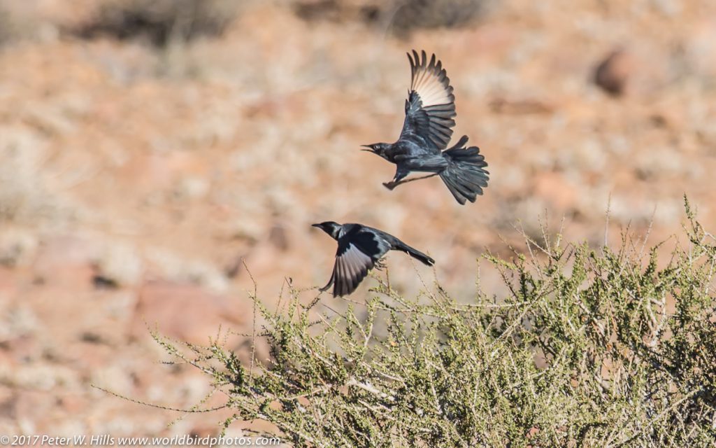 Starling Pale-Winged (Onychognathus nabouroup) - endemic - Namibia ...
