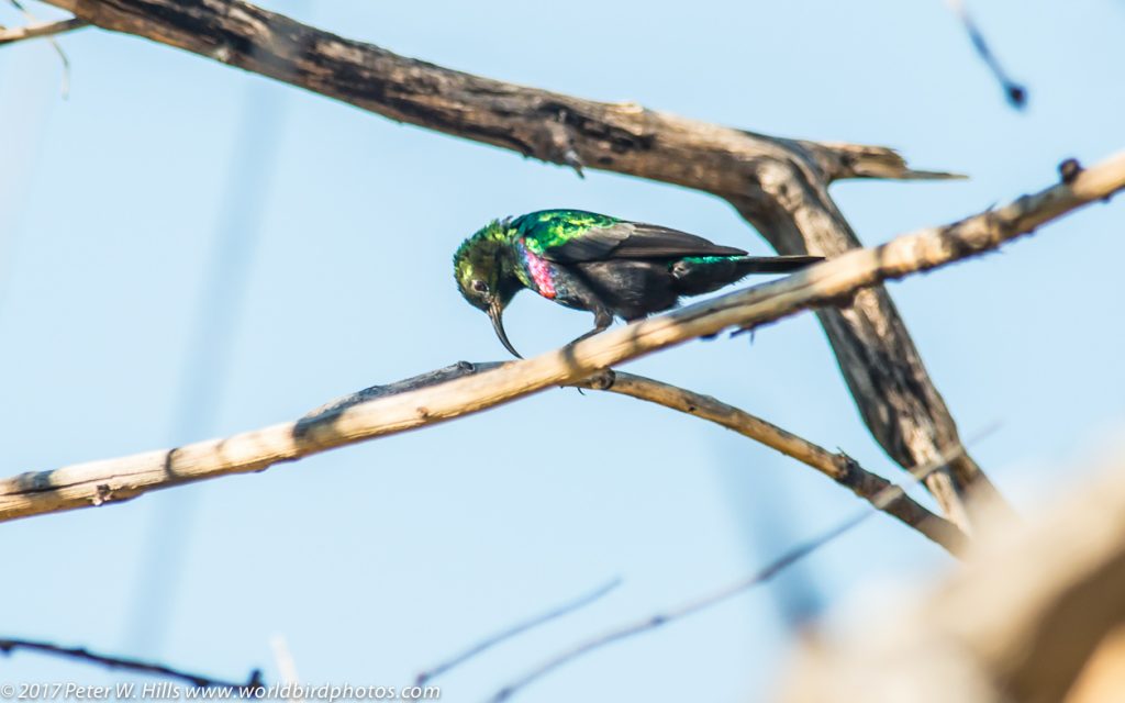 Sunbird Marico (Cinnyris mariquensis) male - Namibia - World Bird Photos