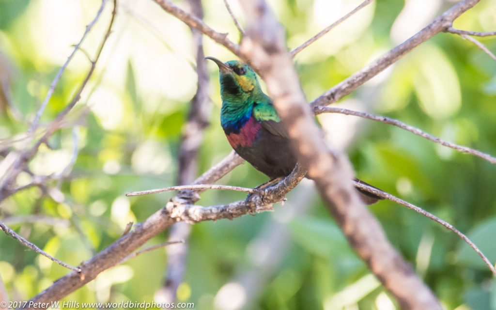 Sunbird Marico (Cinnyris mariquensis) male - Namibia - World Bird Photos