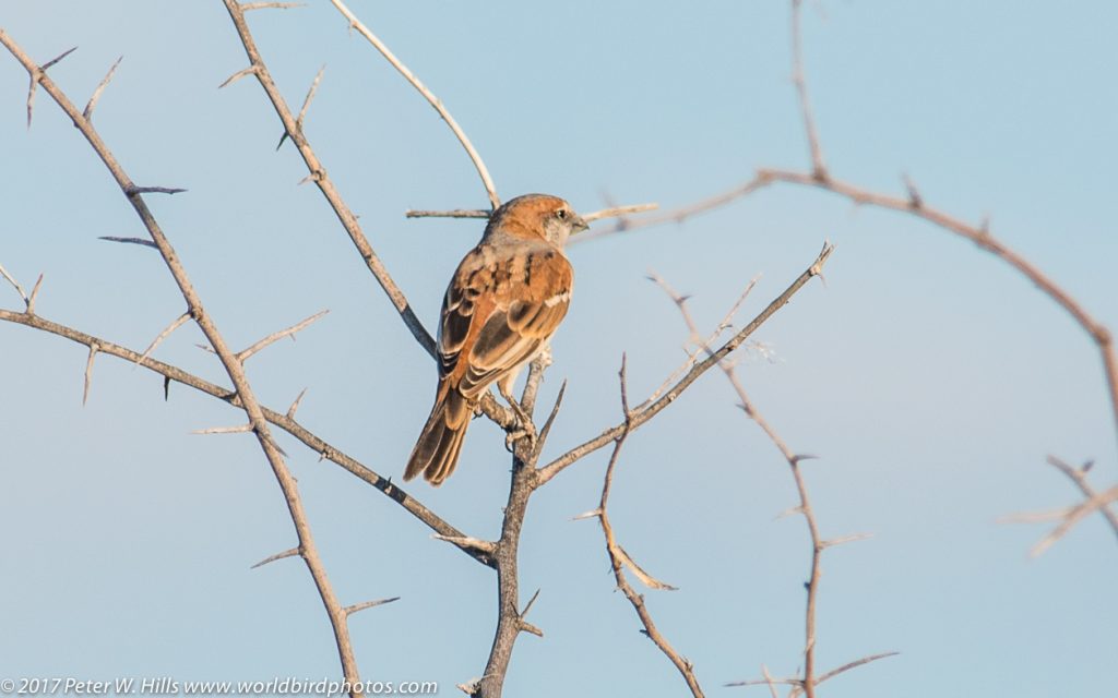 Sparrow Great (Passer motitensis) male near endemic - Namibia - World ...