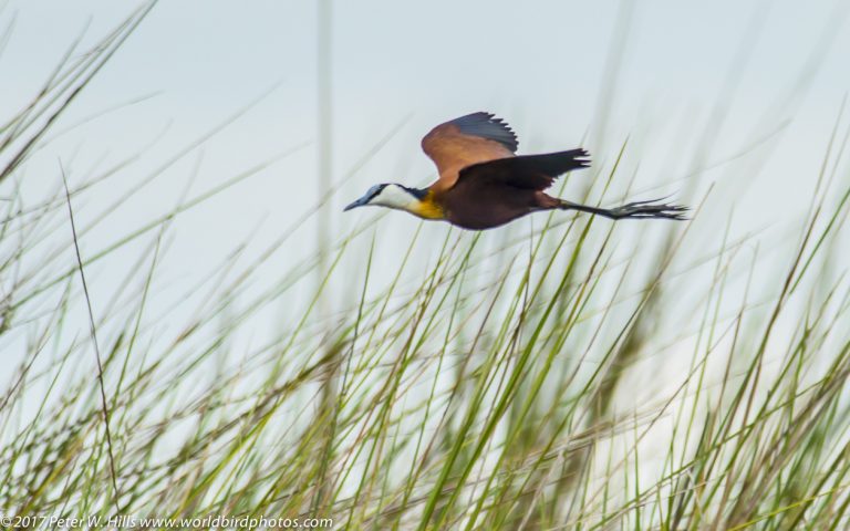 Jacana African (Actophilornis africanus) in flight - Uganda - World ...