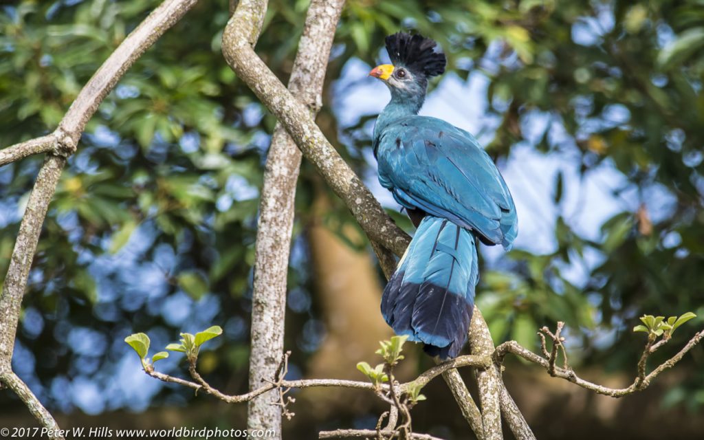 Turaco Great Blue (Corythaeola cristata) - Uganda - World Bird Photos