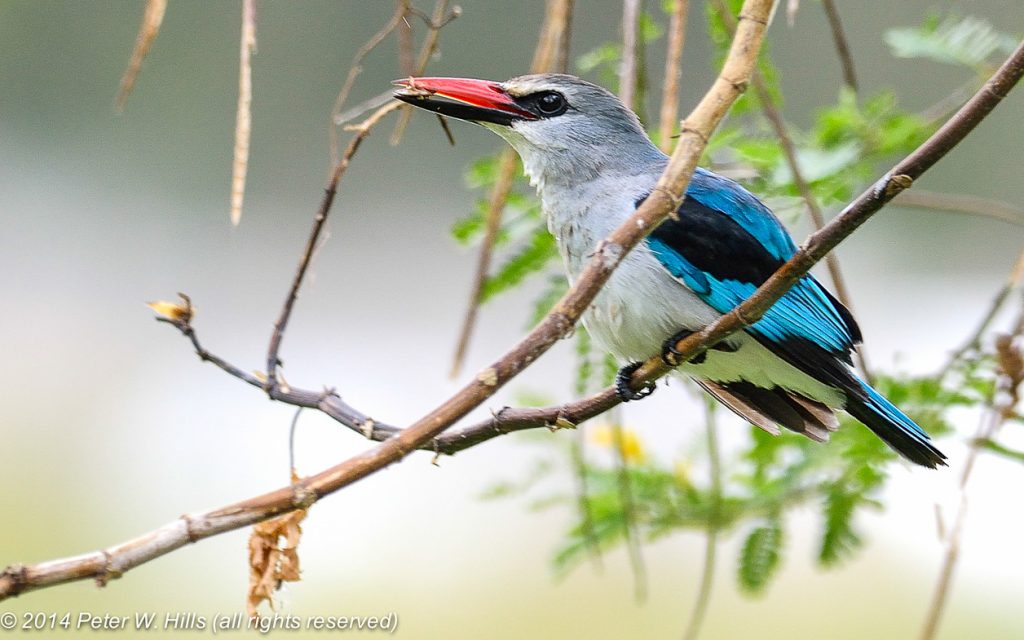 Kingfisher Woodland (Halcyon senegalensis) Archives - World Bird Photos