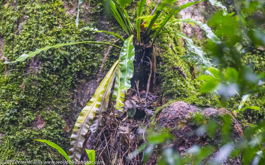 Pitta Green-Breasted (Pitta reichenowi) nest - Uganda - World Bird Photos