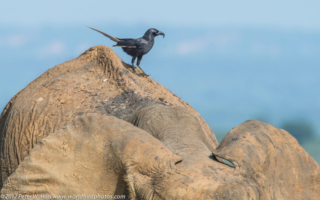 Piapiac (Ptilostomus afer) on elephant- Uganda - World Bird Photos