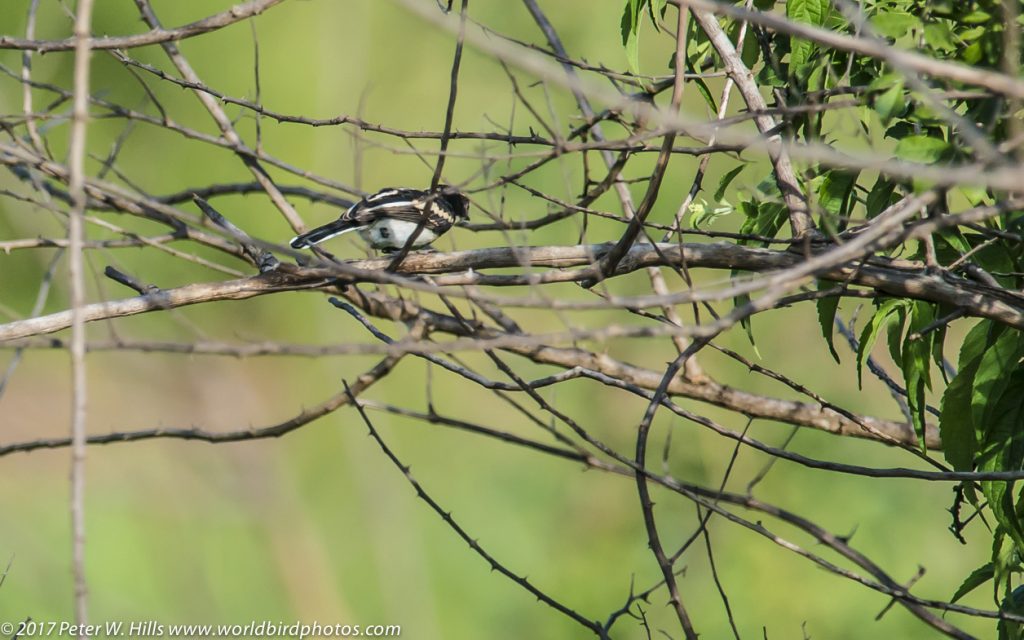 Batis Western Black-Headed (Batis erlangeri) female - Uganda - World ...