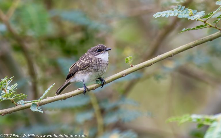 Flycatcher Swamp (Muscicapa aquatica) juvenile - Uganda - World Bird Photos