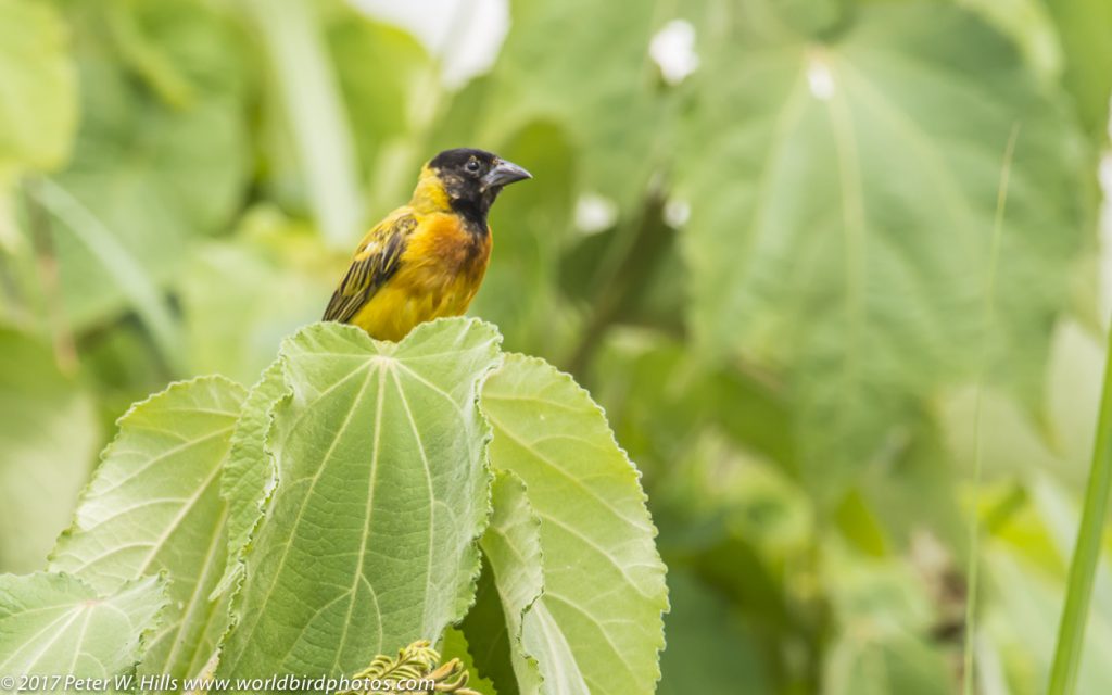Weaver Golden-Backed (Ploceus jacksoni) male - Uganda - World Bird Photos