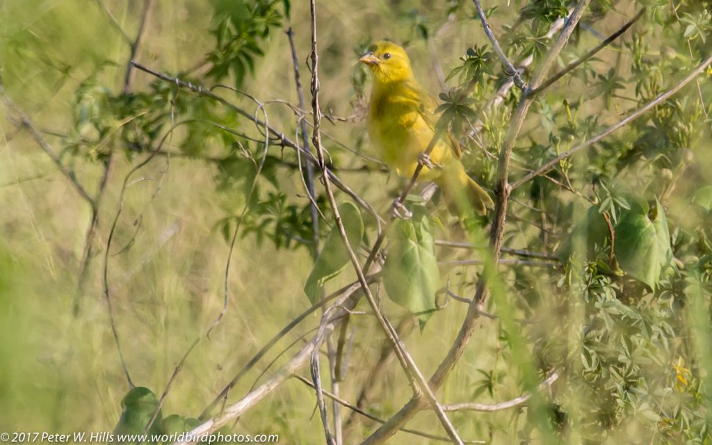 Weaver Golden-Backed (Ploceus jacksoni) female - Uganda - World Bird Photos