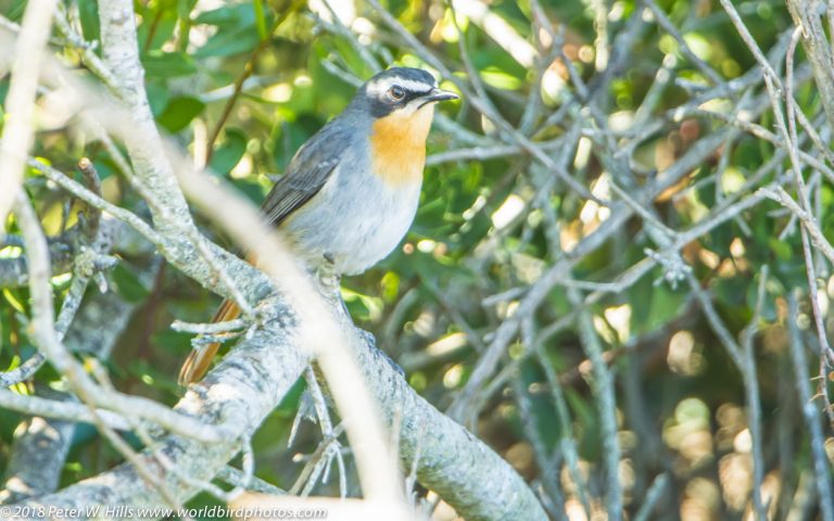 Robin-Chat Cape (Cossypha caffra) - Cape West South Africa - World Bird ...