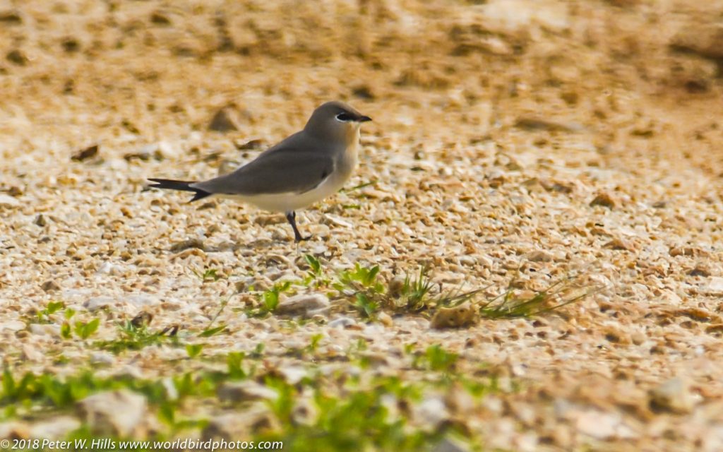 Pratincole Archives - World Bird Photos