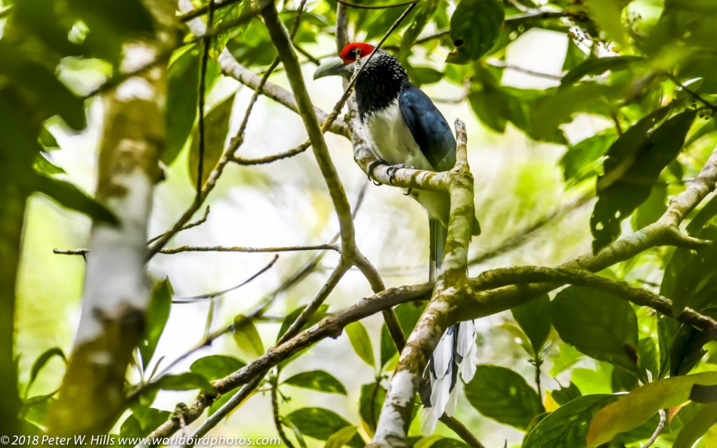 Malkoha Red-faced (Phaenicophaeus pyrrhocephalus) endemic - Sri Lanka ...