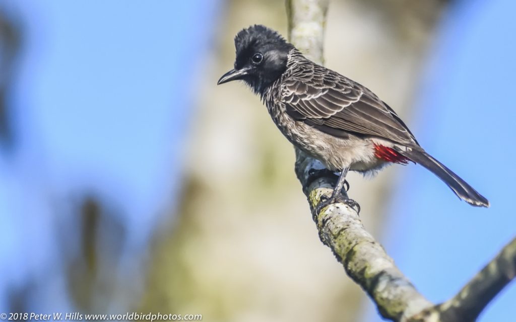 Bulbul Red-vented (Pycnonotus cafer) - Sri Lanka - World Bird Photos