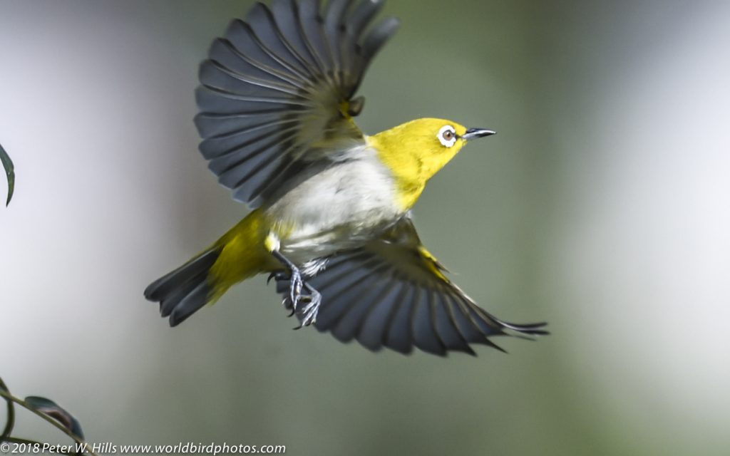 White-eye Oriental (Zosterops palpebrosus) in flight - Sri Lanka ...
