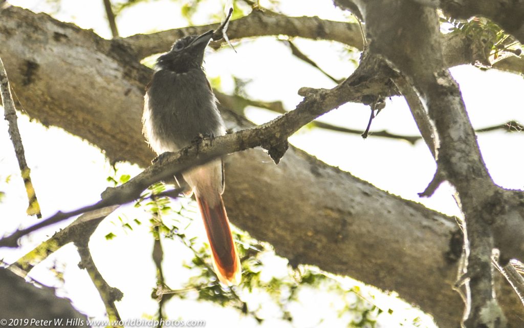 Flycatcher African Paradise (Terpsiphone viridis) female with bug - KZN ...