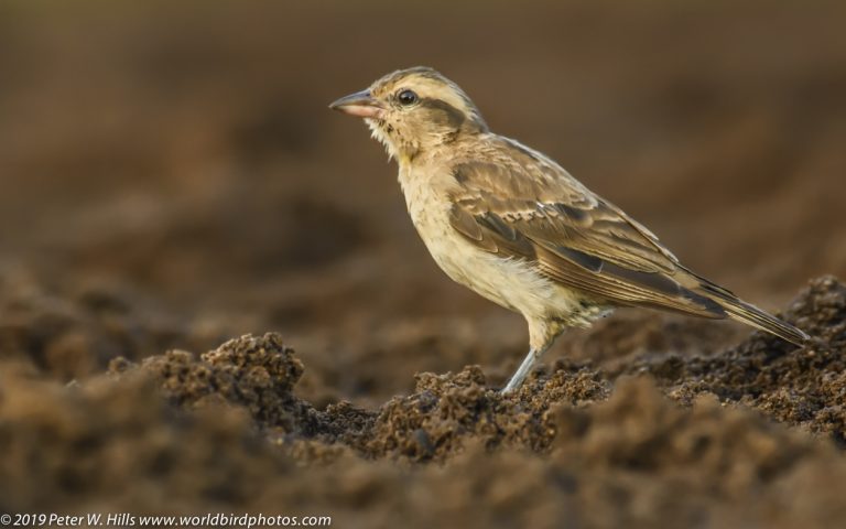 Petronia Archives - World Bird Photos