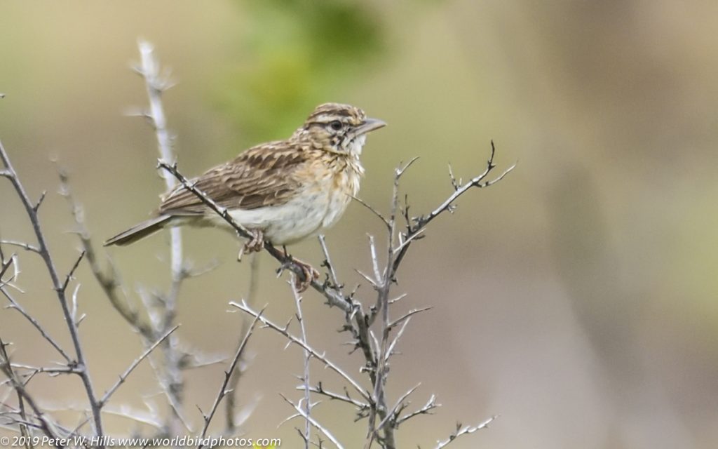Lark Sabota (Calendulauda sabota) - Kruger South Africa - World Bird Photos