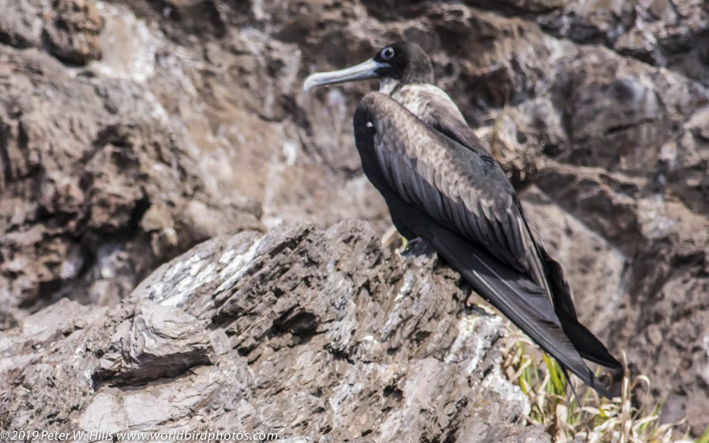 BEI04901b Frigatebird Magnificent (f) 2 Motu Iti Easter Island (Rapa ...