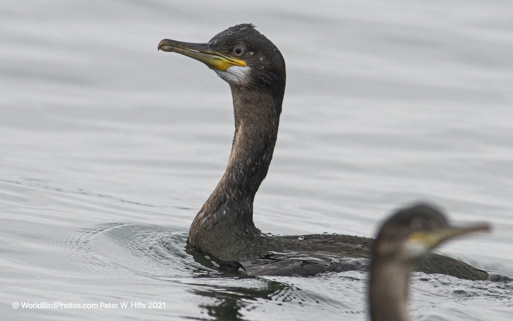 Shag Archives - World Bird Photos