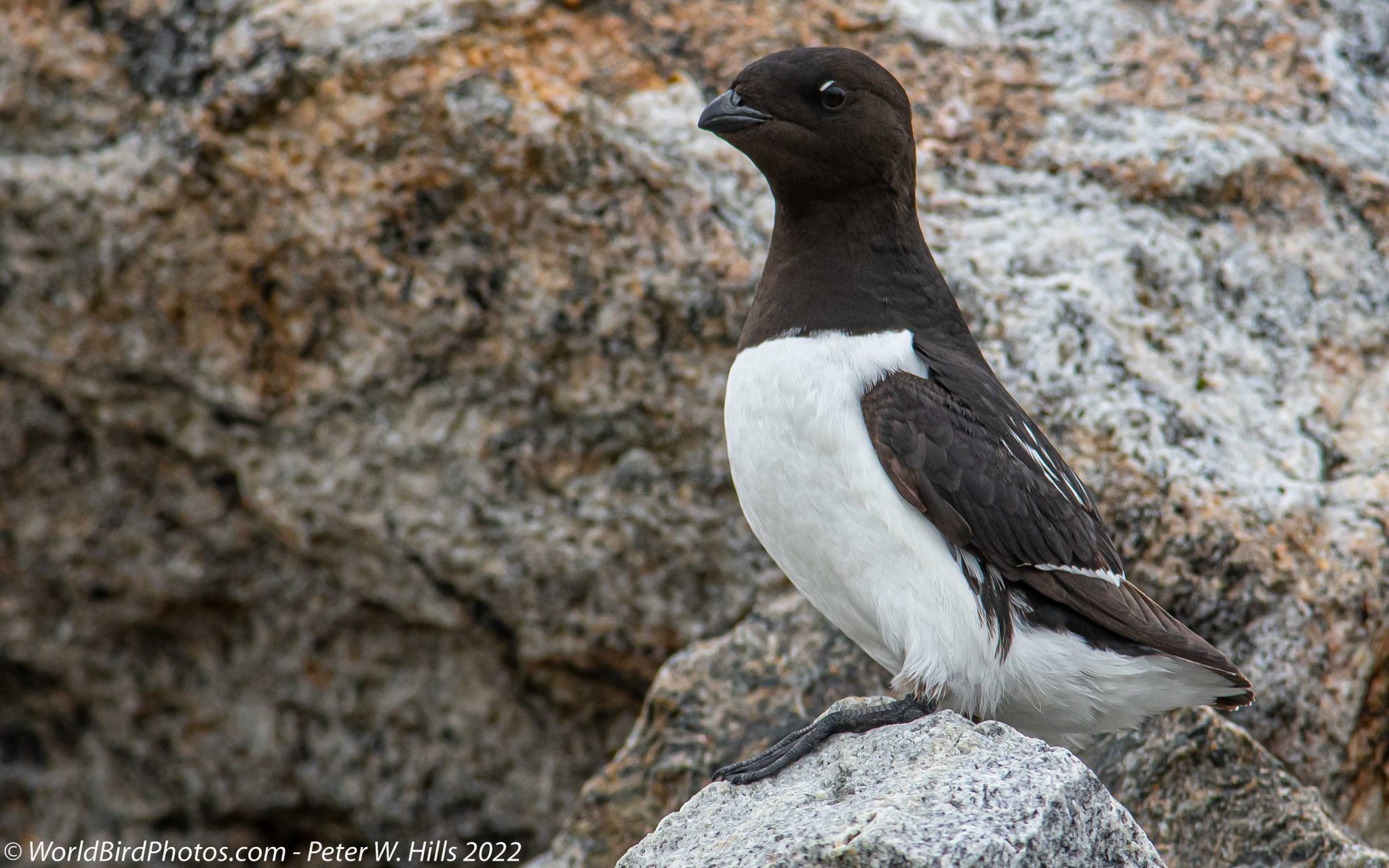 Auk Little (Alle alle) adult upright - Arctic, Norway - World Bird Photos