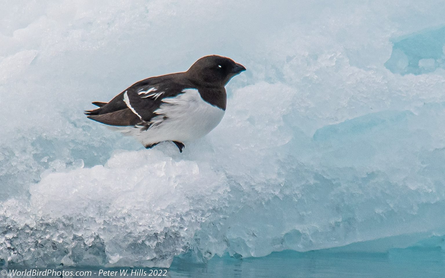 Auk Little (Alle alle) adult on iceberg - Arctic, Norway - World Bird ...