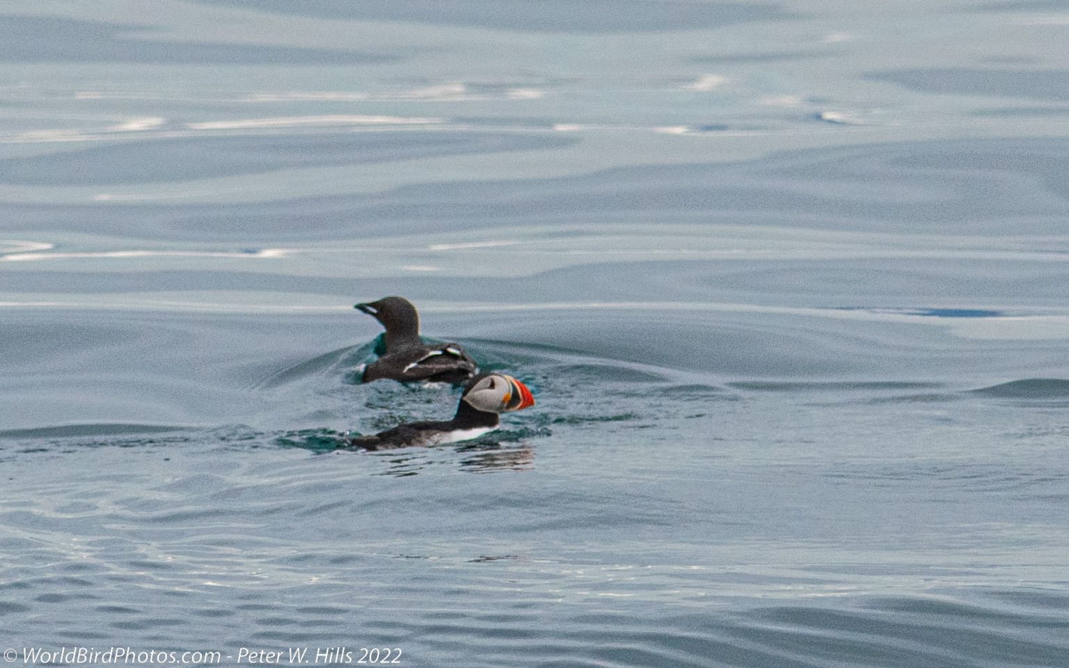 Puffin Atlantic (Fratercula arctica) adult compare size with Murre ...