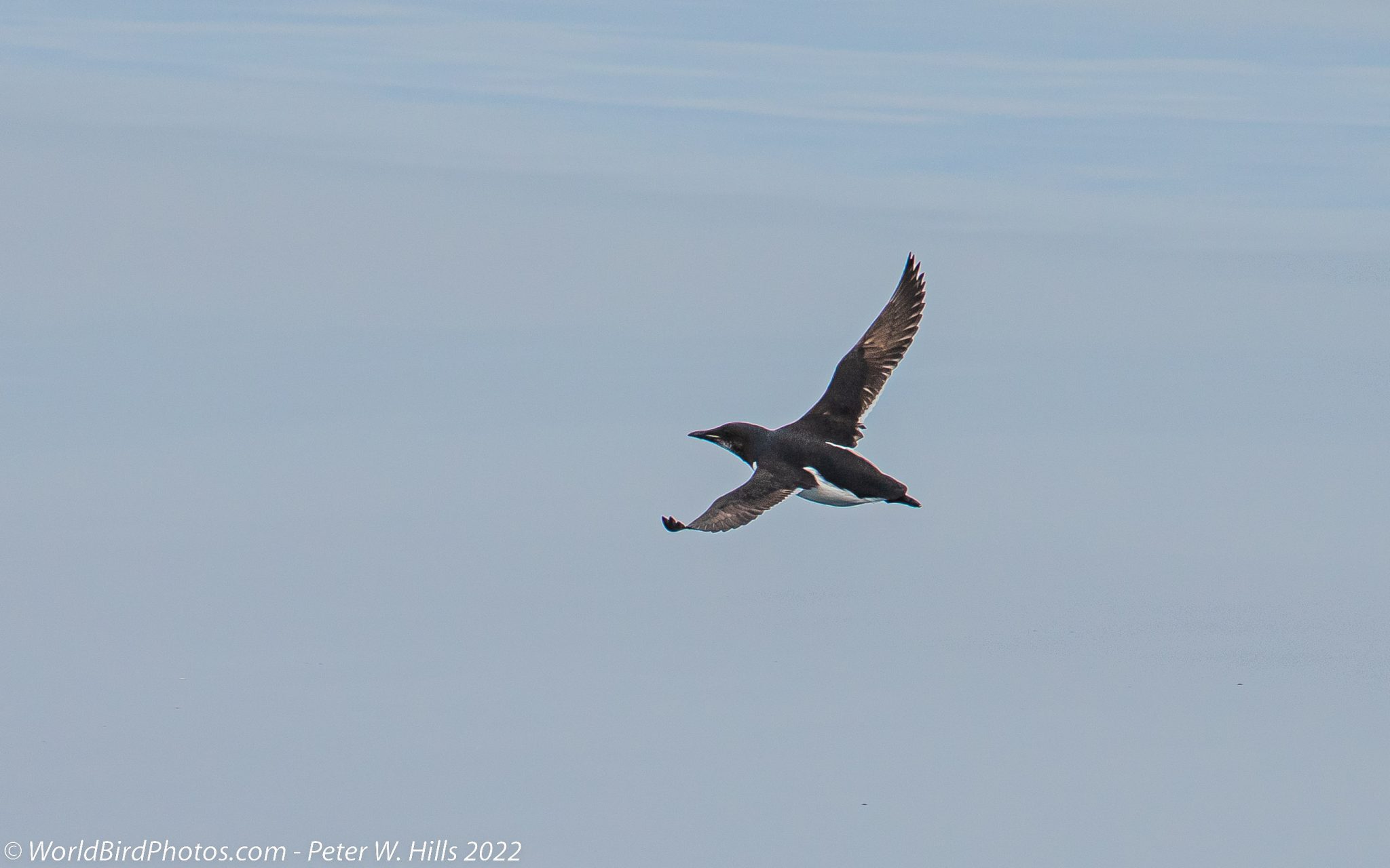 Murre Thick-billed (Uria lomvia) adult in flight - Arctic, Norway ...