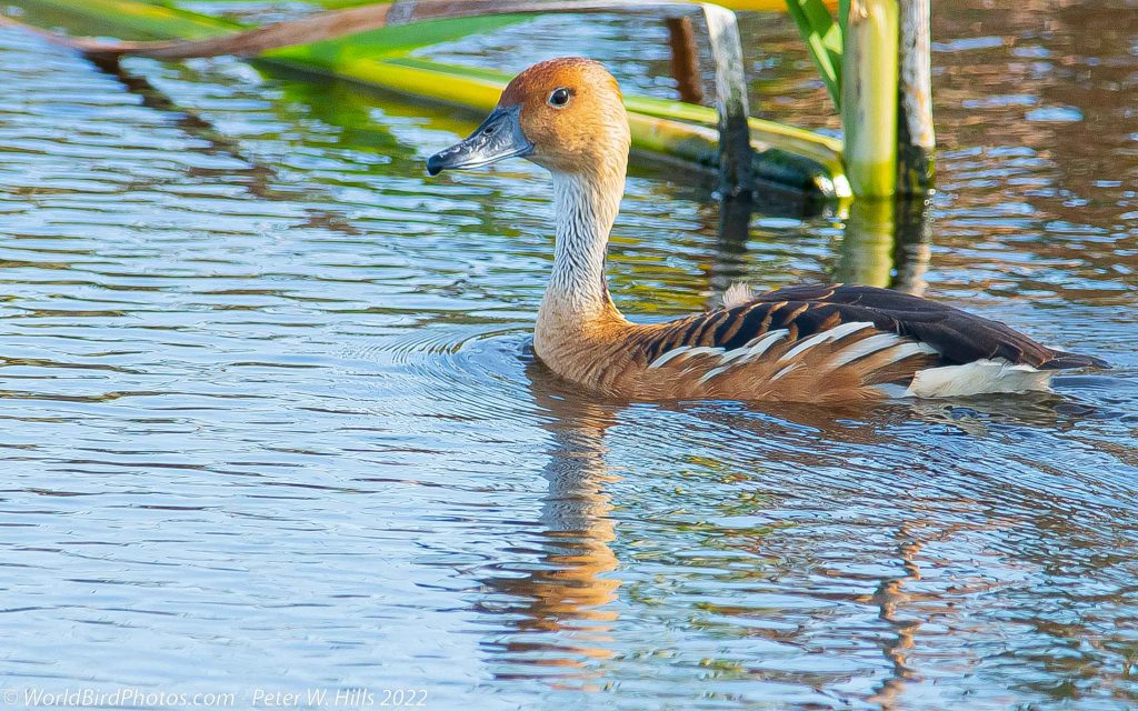 Duck Fulvous Whistling (Dendrocygna bicolor) - Western Cape, South ...