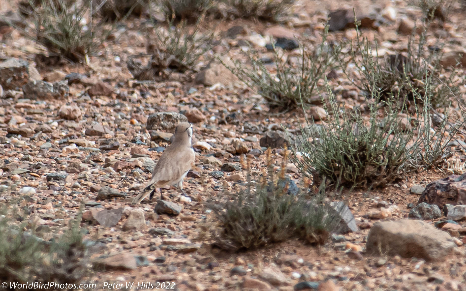 Lark Temminck's (Eremophila bilopha) adult - Morocco - World Bird Photos