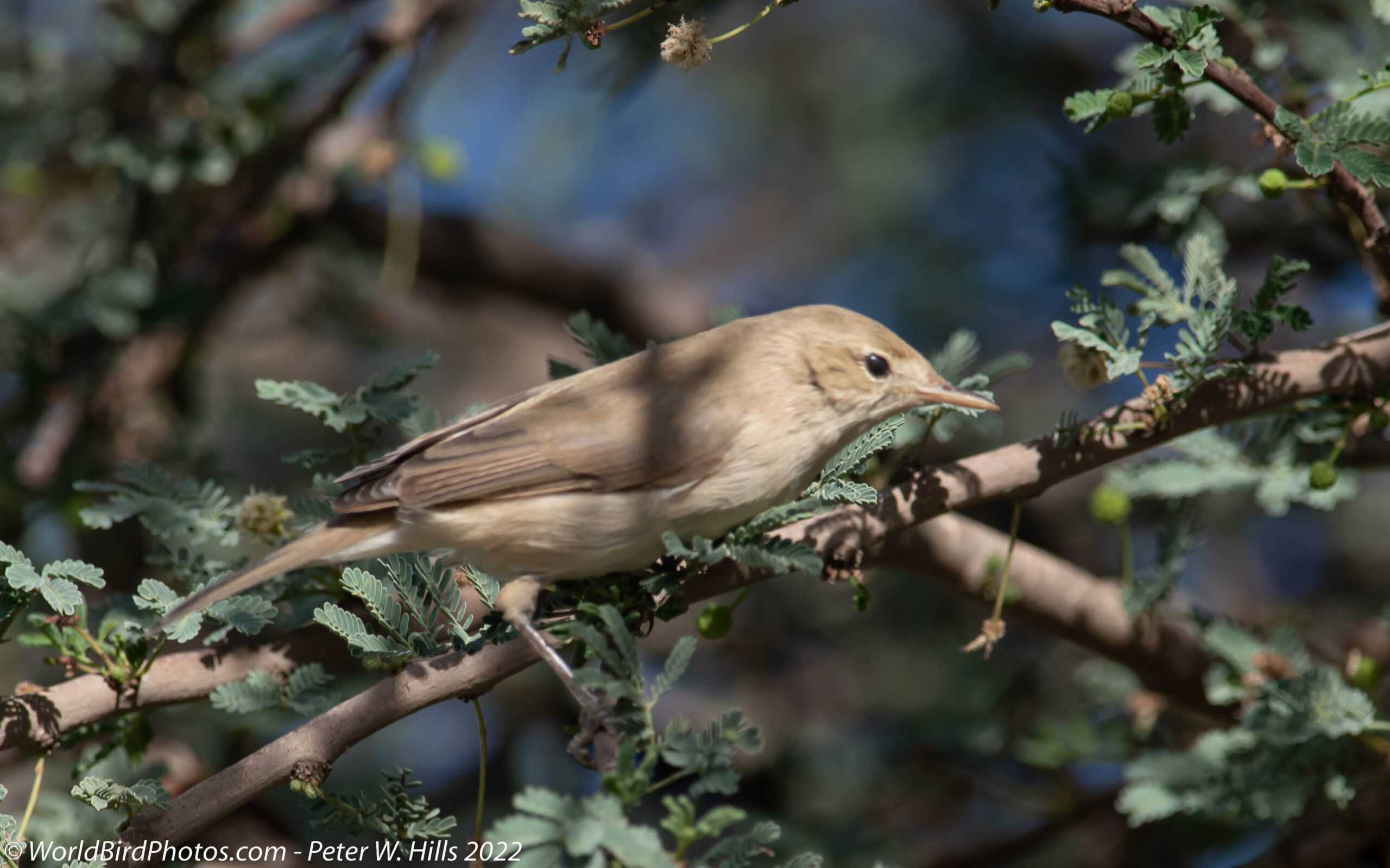 Warbler Eurasian Reed (Acrocephalus scirpaceus) immature - Morocco ...