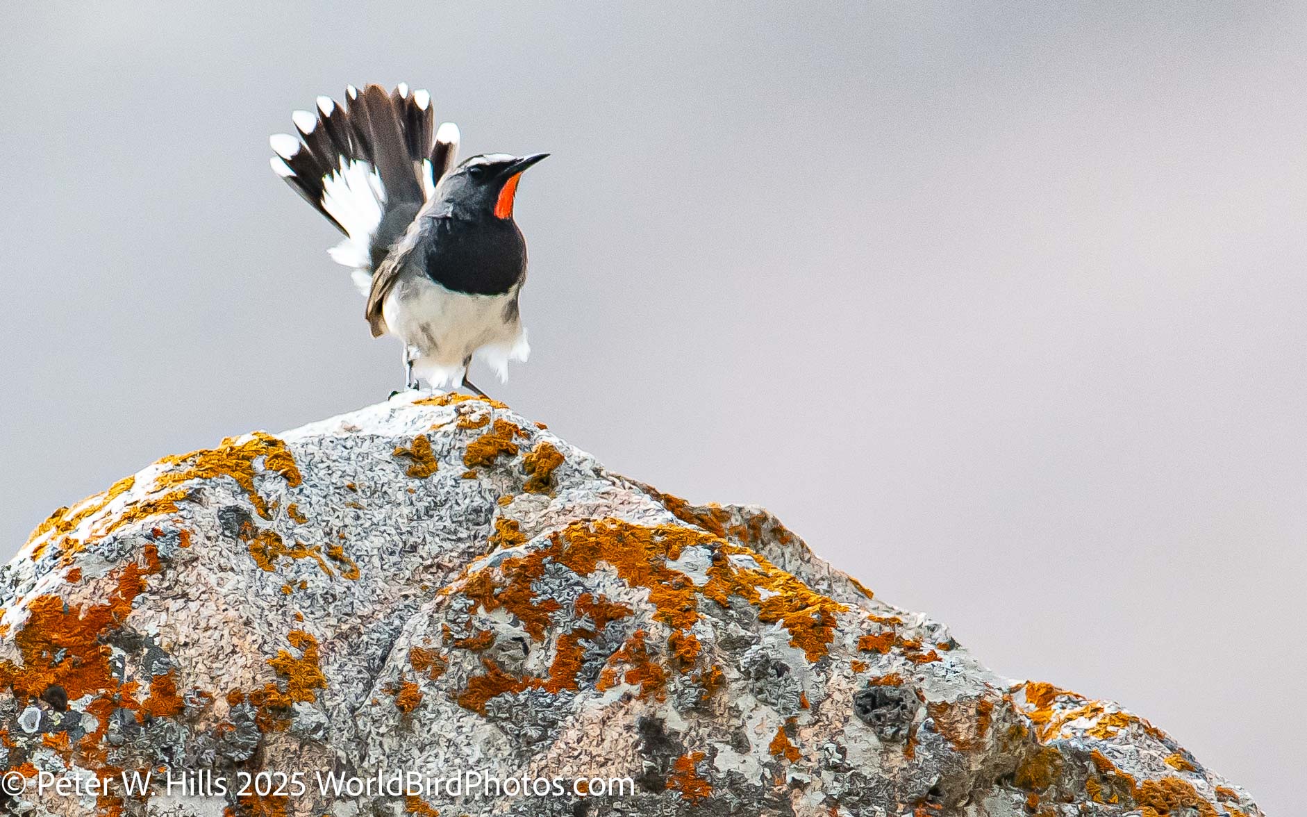 Rubythroat White-tailed (Calliope pectoralis) male showing - Tian Shan ...
