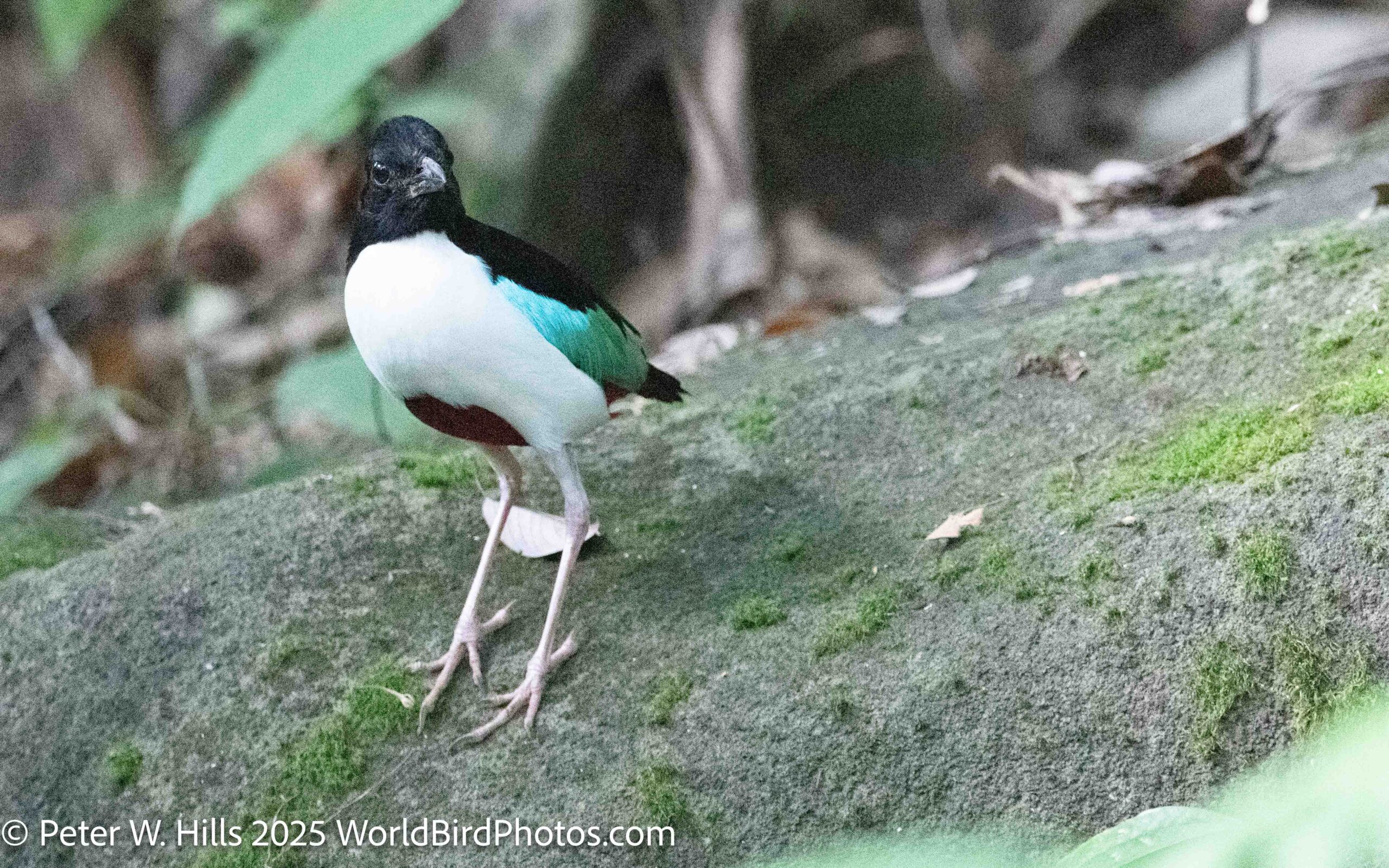 Pitta Ivory-breasted (Pitta maxima) endemic - Moluccas, Indonesia ...