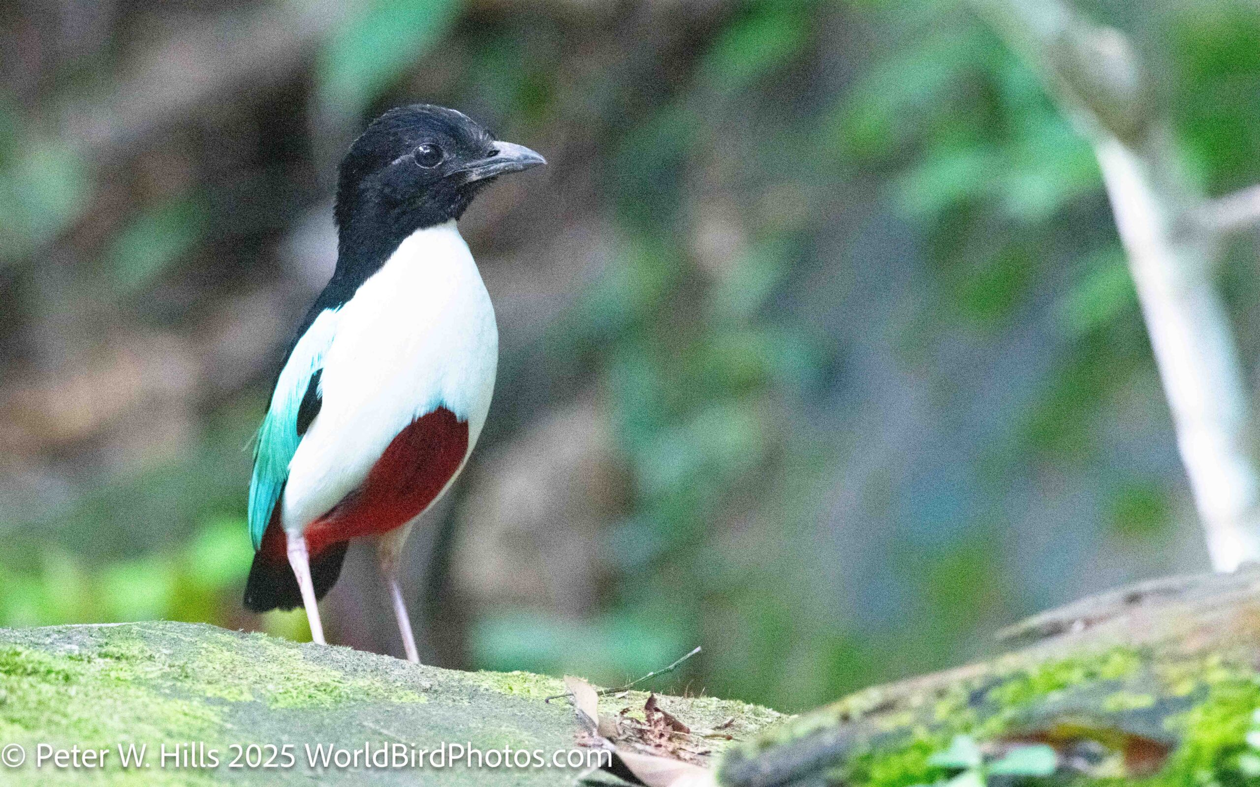 Pitta Ivory-breasted (Pitta maxima) endemic - Moluccas, Indonesia ...