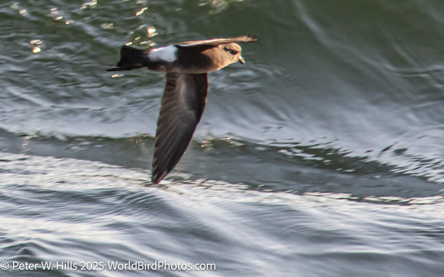 Petrel Wilson's Storm (Oceanites oceanicus) in flight - North Atlantic ...
