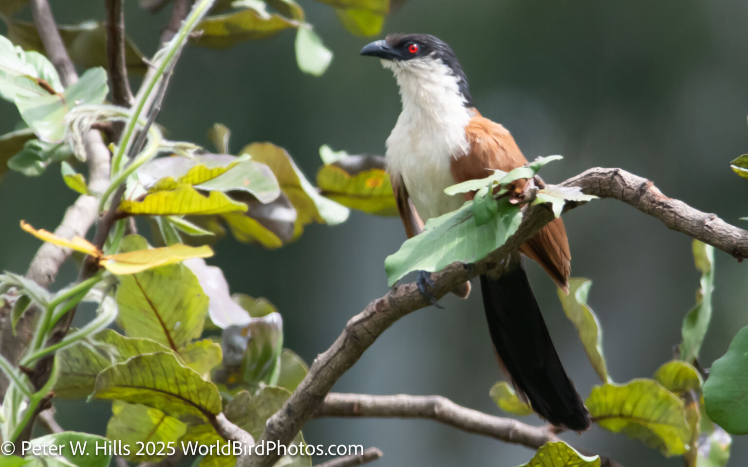 Coucal Senegal (Centropus senegalensis) adult - Makasutu Forest, Banjul ...