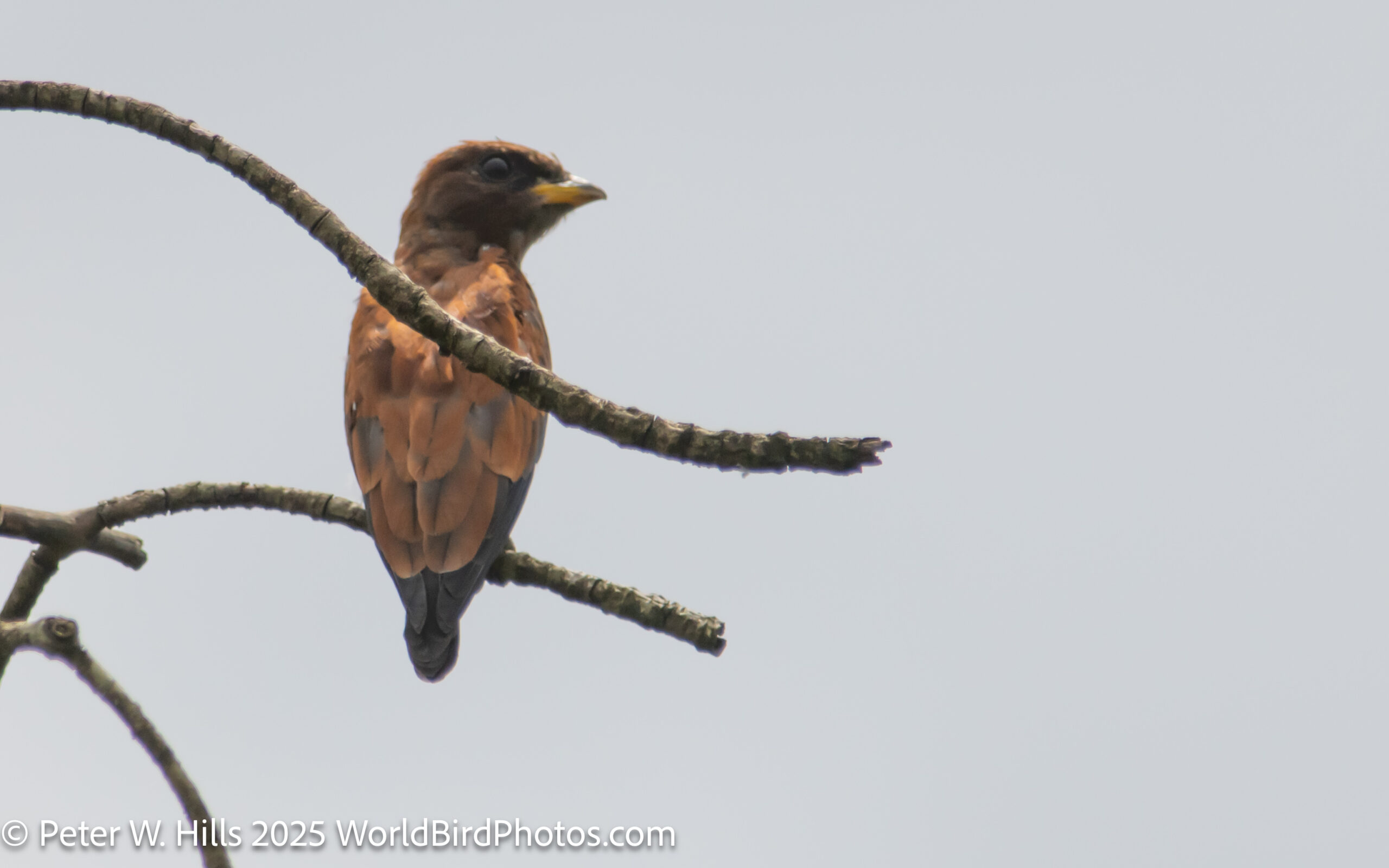 Roller Broad-billed (Eurystomus glaucurus) immature - Makasutu Reserve ...